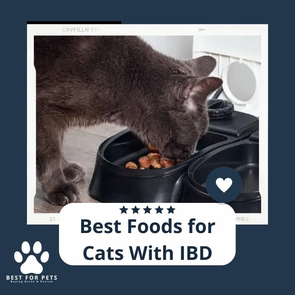 15 Best Foods For Cats With IBD In 2023