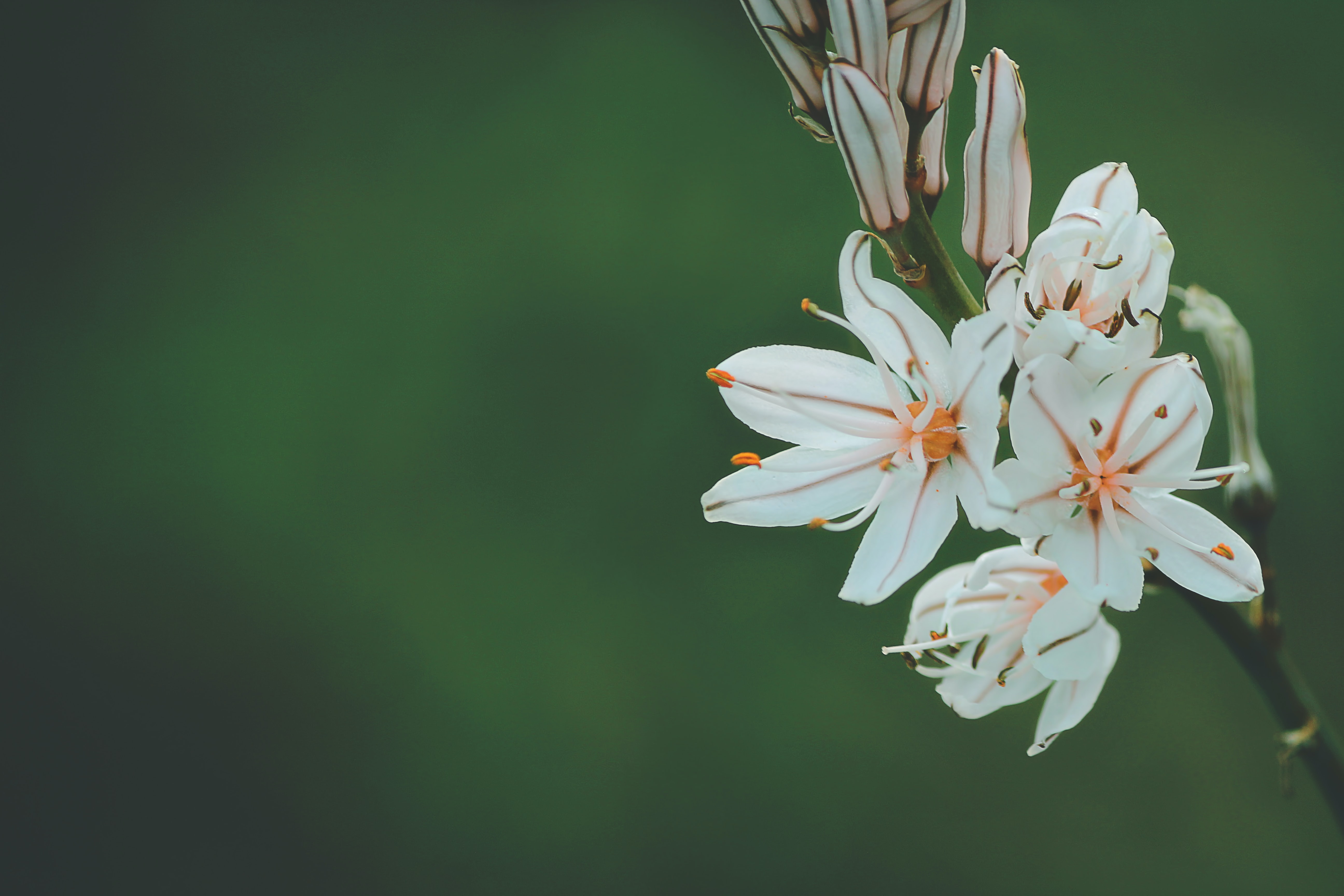 How To Maximize Gardenia Blooms Sfcutter Blog