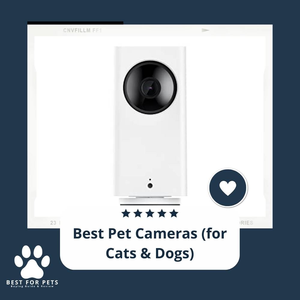 The 14 Best Pet Cameras for Cats Dogs Of 2022 the-14-best-pet-cameras-for-cats-dogs-of-2022